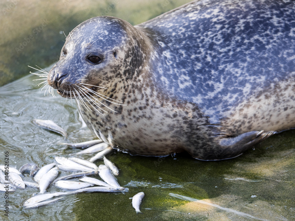 Harbor Seal Eating Fish