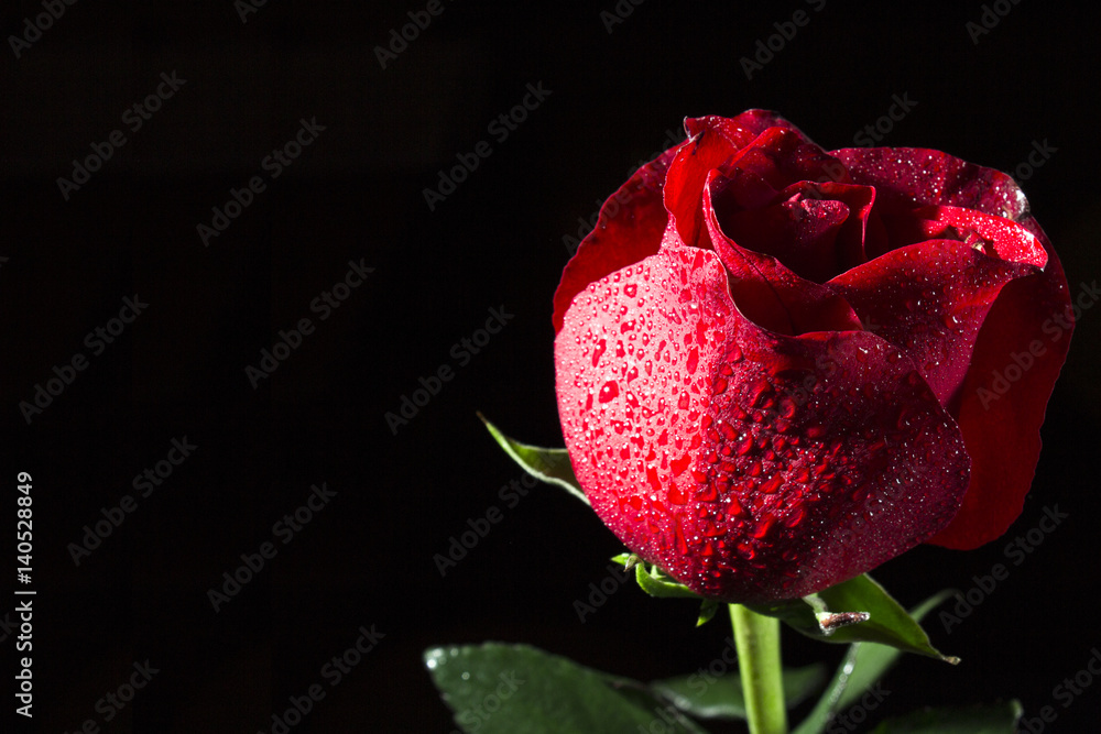 Flower of a red rose on a black background Stock Photo | Adobe Stock