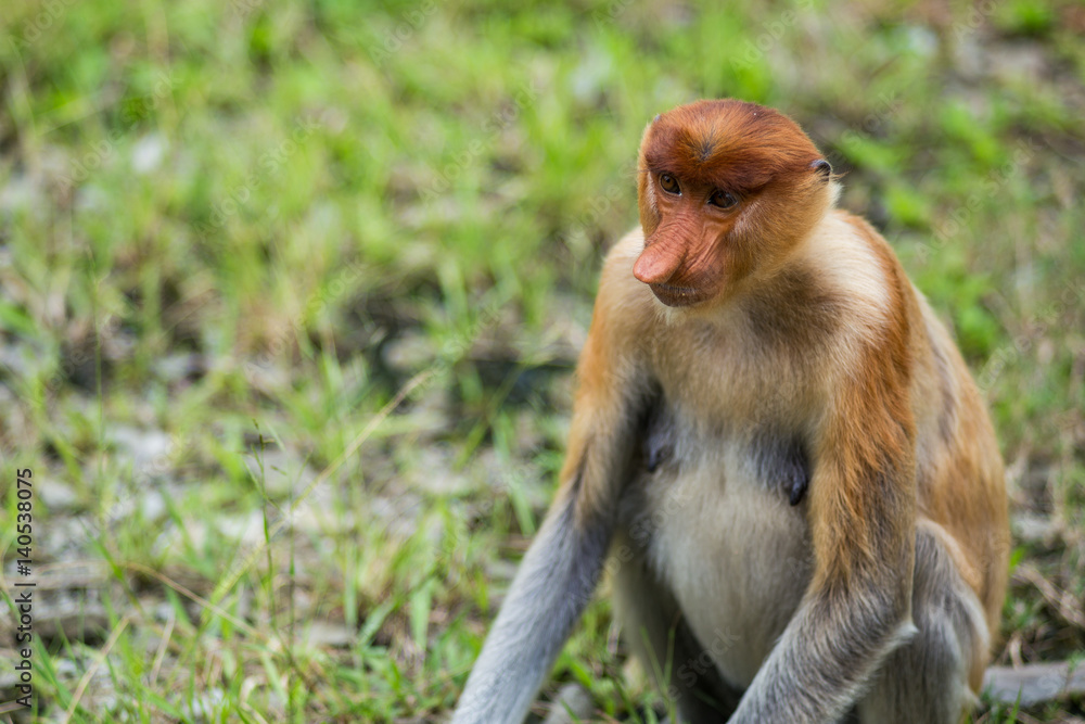 Female proboscis monkey sitting on the ground in the wild, Borneo Stock ...