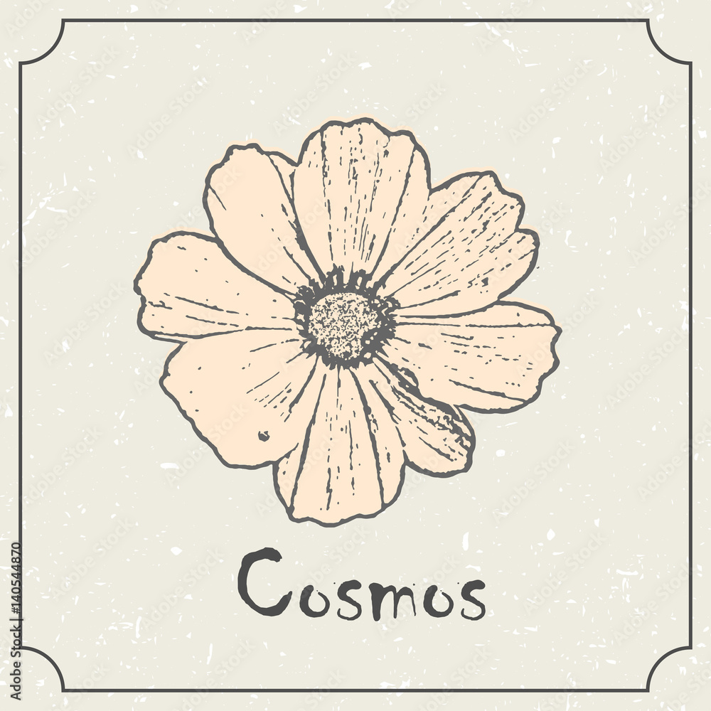 Cosmos flower. Vintage grunge marriage design template, floral artwork ...
