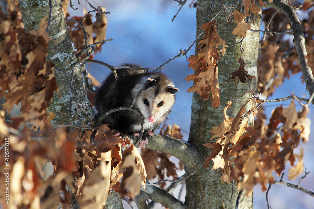 Cute Young Nocturnal Marsupial Opossum Climbing Oak Tree Stock Photo ...