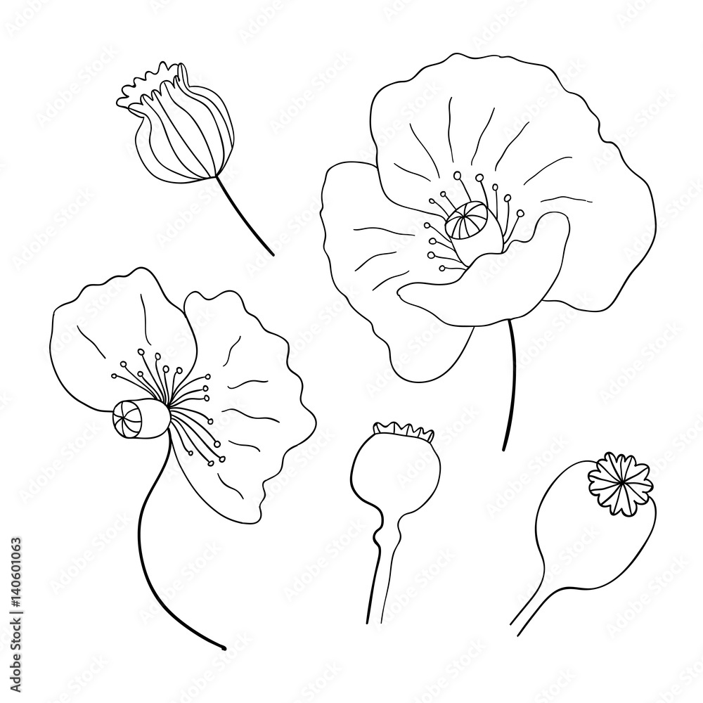 Black poppies isolated on a white background. Poppy doodle seed heads ...