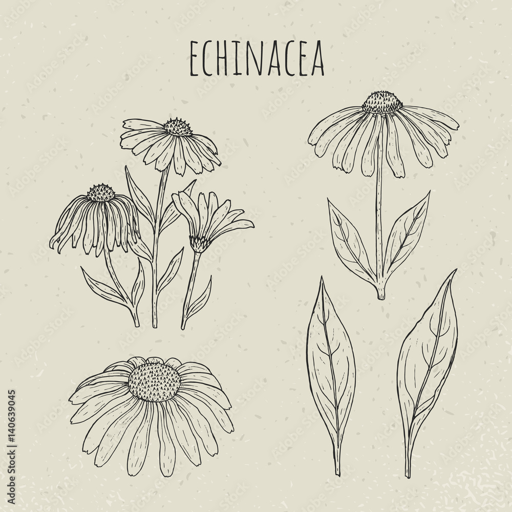 Echinacea medical botanical isolated illustration. Plant, flowers ...