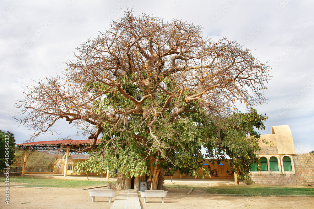 Keren in Eritrea with Shrine of St. Mariam Dearit inside a trunk of an ...