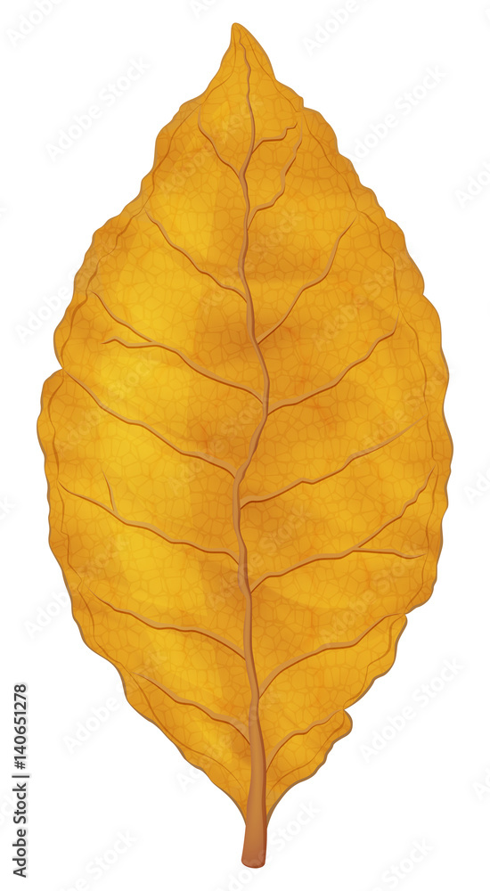 Dry Leaf Vector