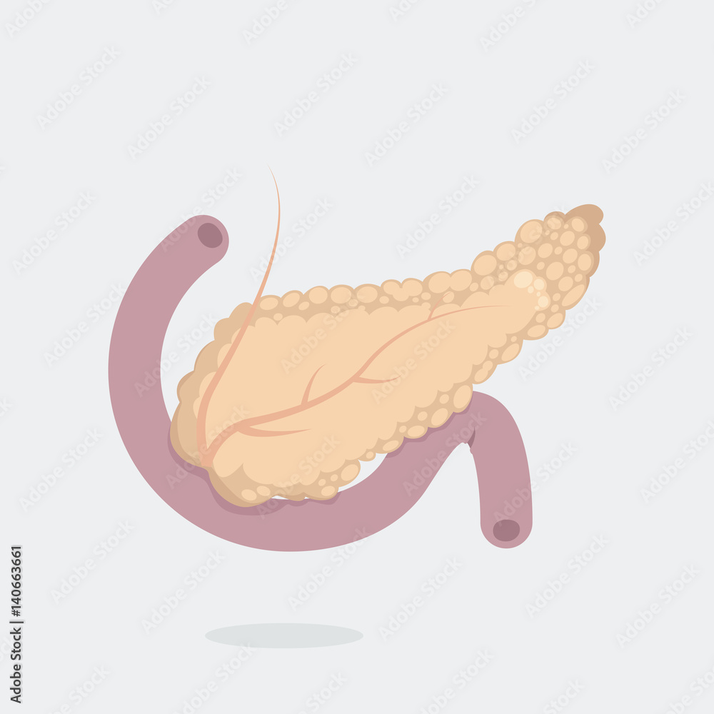 Pancreas vector illustration Stock Vector | Adobe Stock