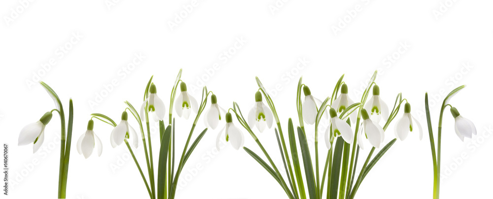 Schneeglöckchen Stock-Foto | Adobe Stock