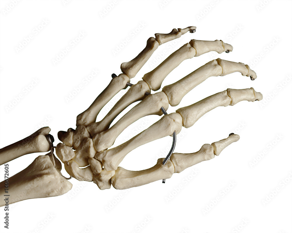 Real Skeleton Hand