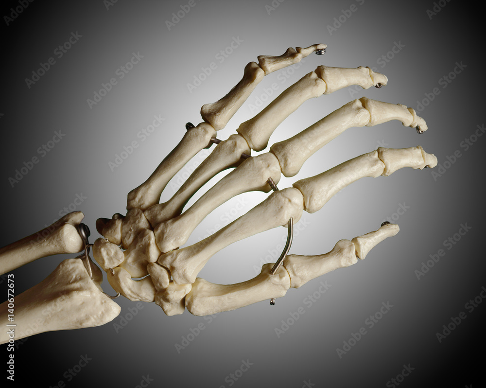 Study model of a skeleton of a human hand, grey background Stock Photo ...
