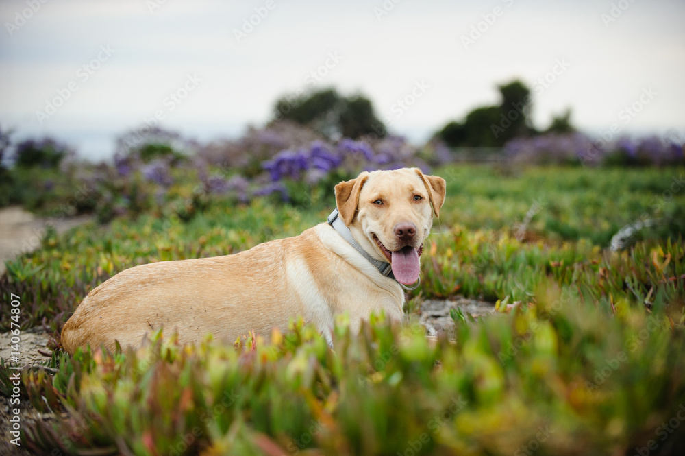 Full Grown Yellow Lab