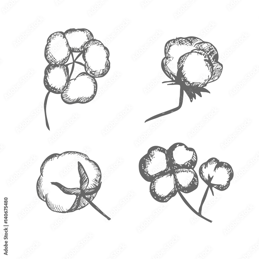 Vector set of hand draw ink cotton plant. Cotton icons illustration set ...