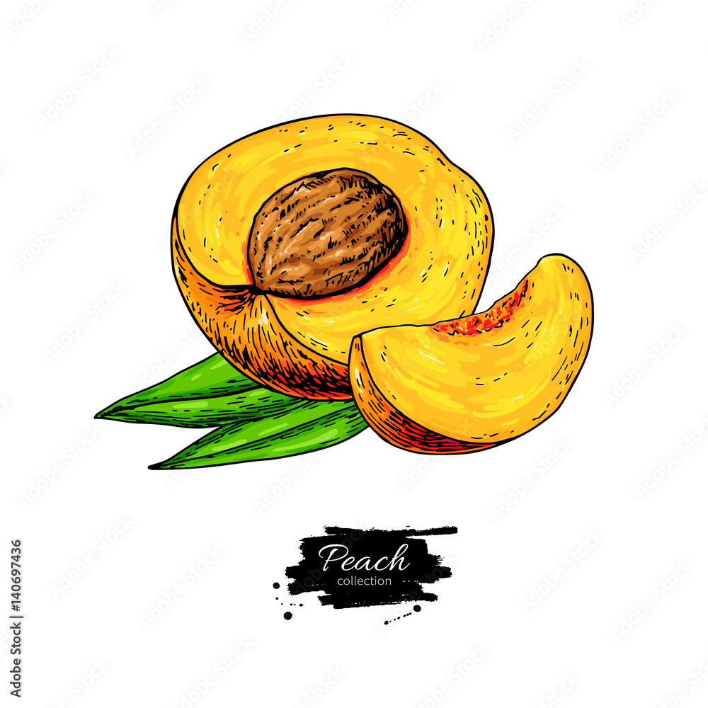 Peach vector drawing. Isolated hand drawn peach, sliced pieces a Stock ...