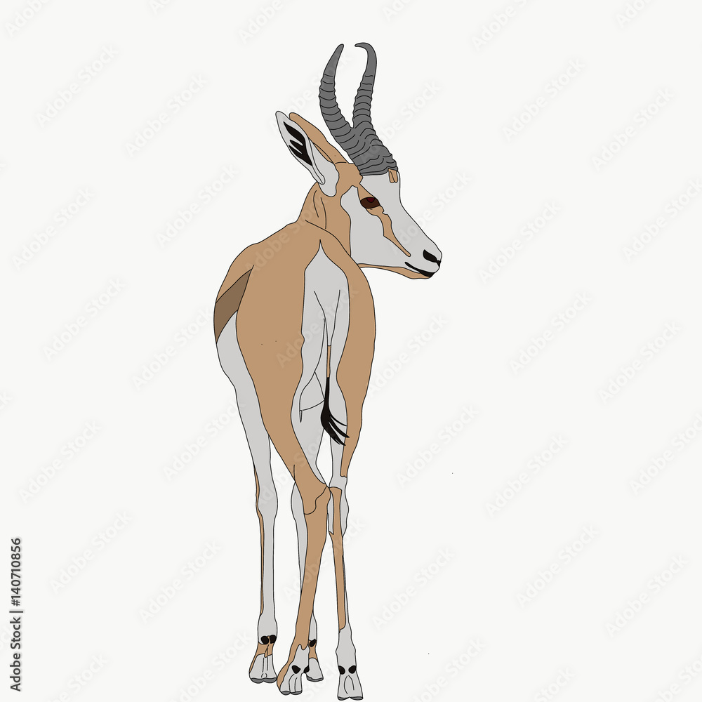 Portrait of a standing springbok, hand drawn vector illustration ...