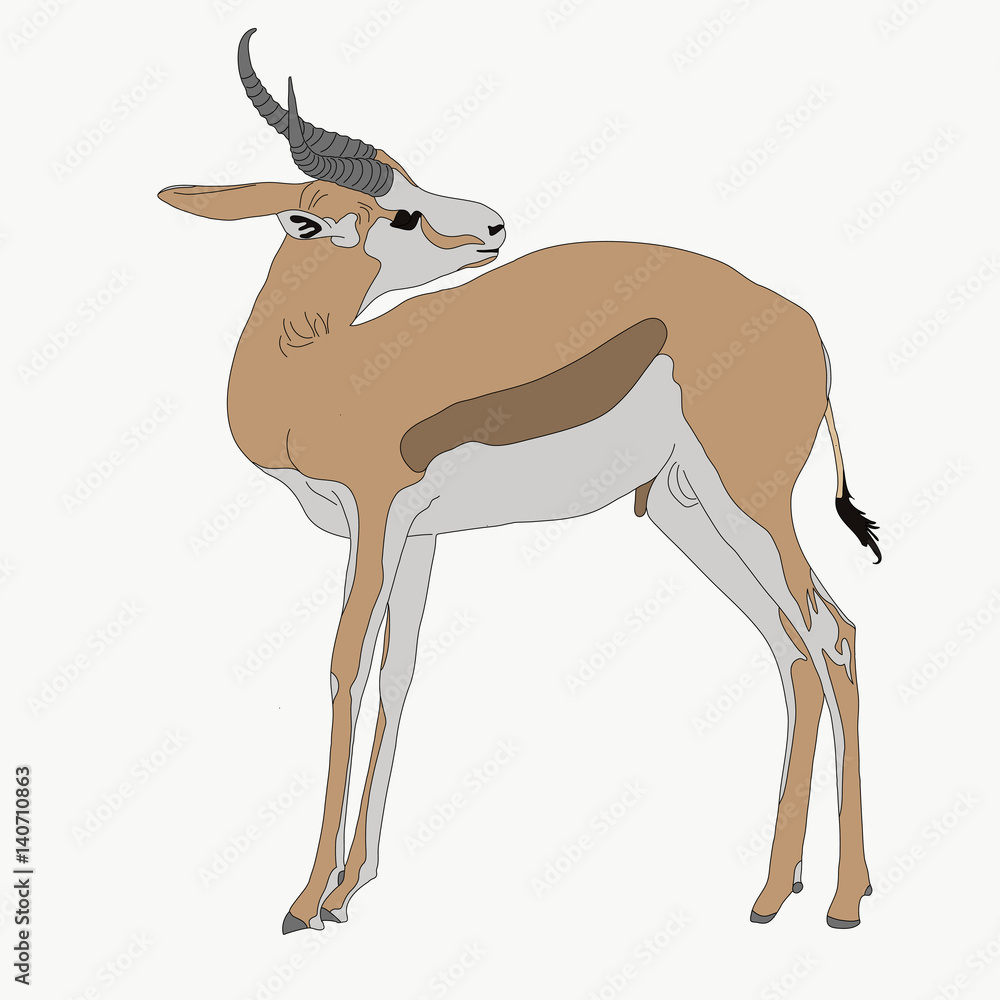 Portrait of a standing springbok, hand drawn vector illustration ...