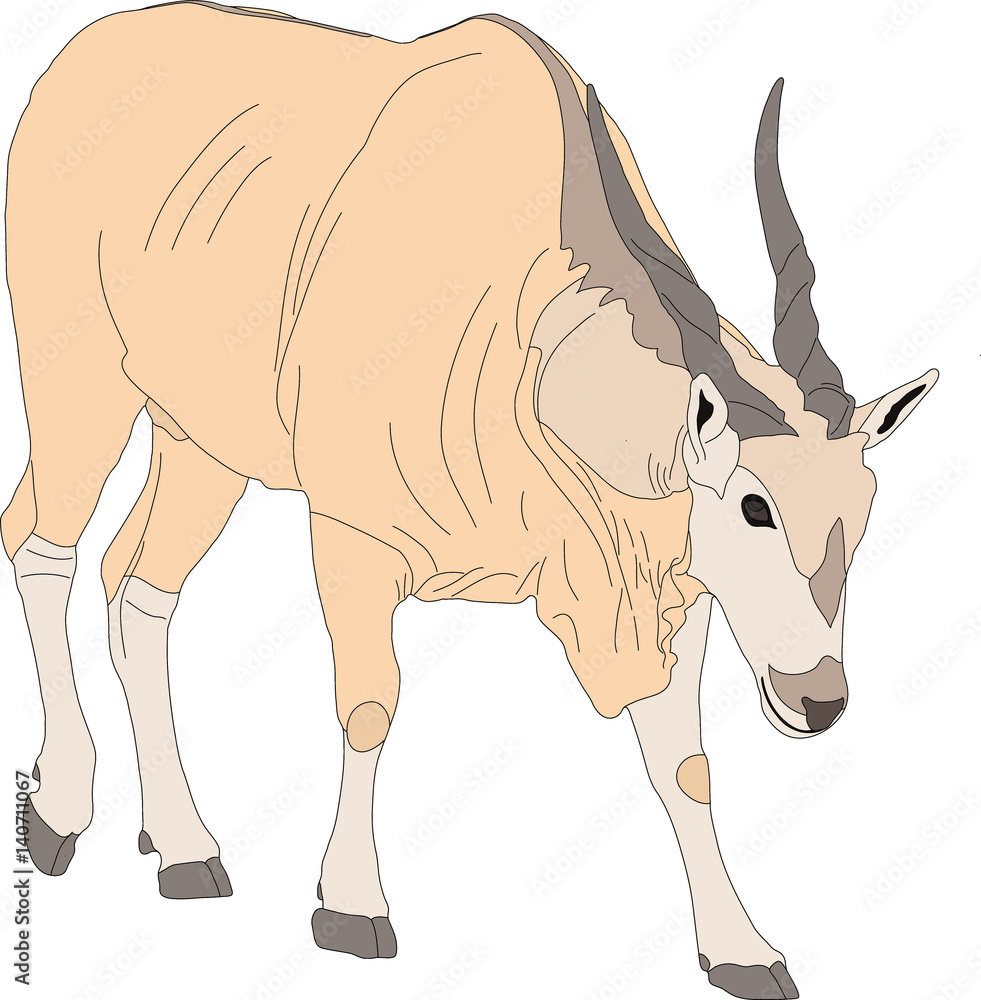 Portrait of an eland antelope, hand drawn vector illustration isolated ...