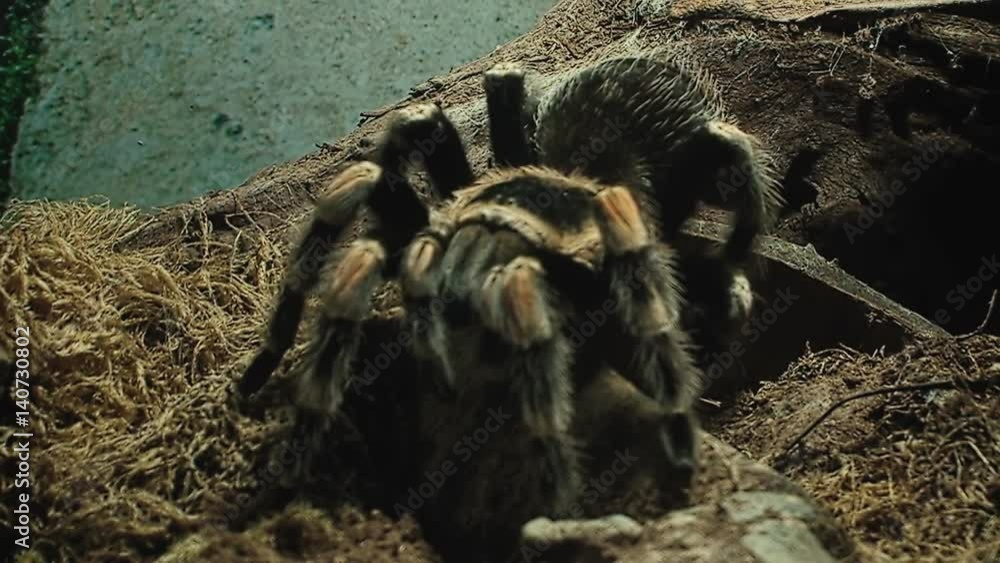 A tarantula (hairy arachnid belonging to the Theraphosidae family of ...