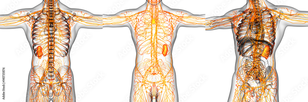 3D rendering illustration of the orange lymphatic system x-ray ...