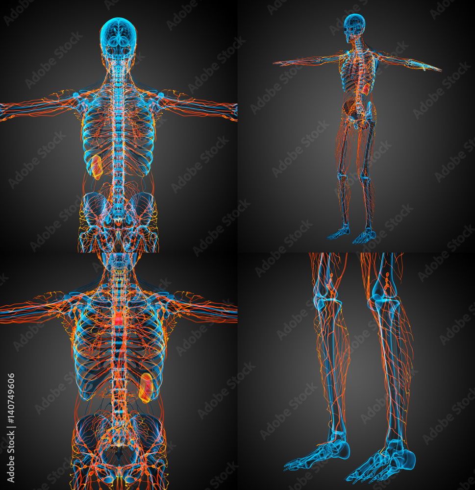 Photo & Art Print 3d rendering medical illustration of the lymphatic ...