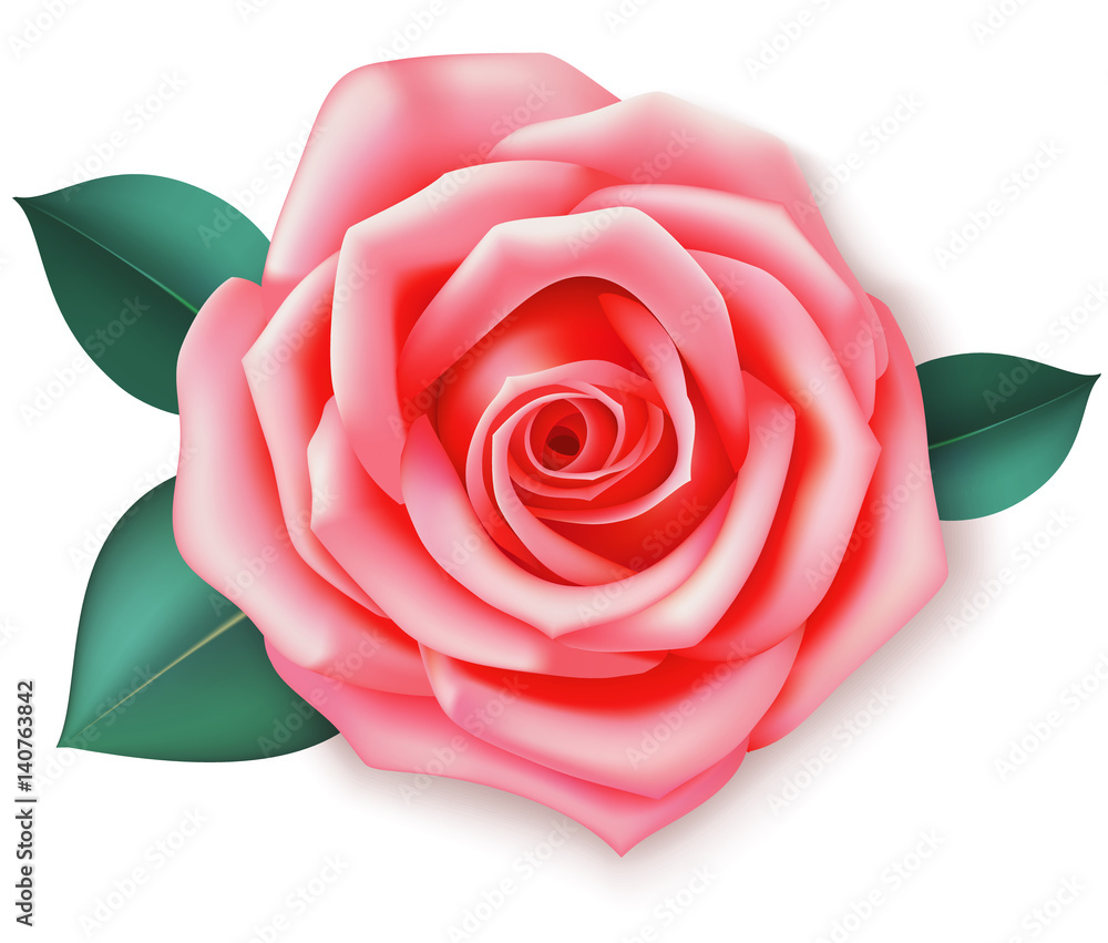 Decorative pink rose with leaves. Vector rose isolated on white. Top ...