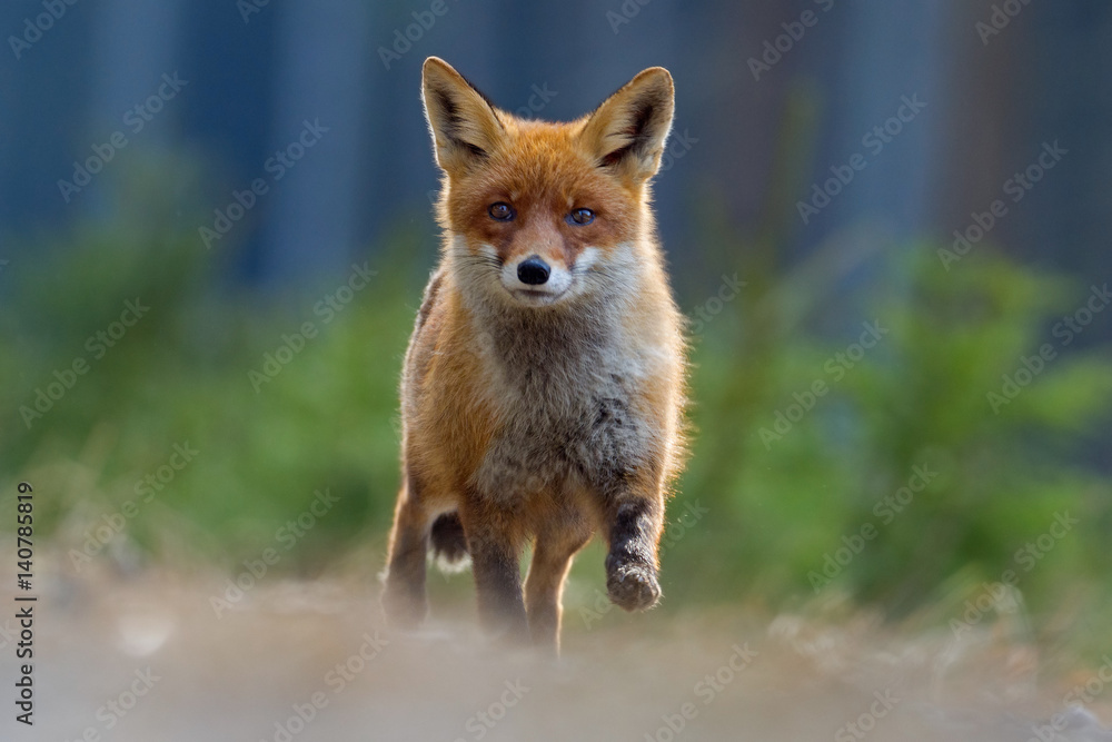 Jumping red fox. Running Red Fox, Vulpes vulpes, at green forest ...