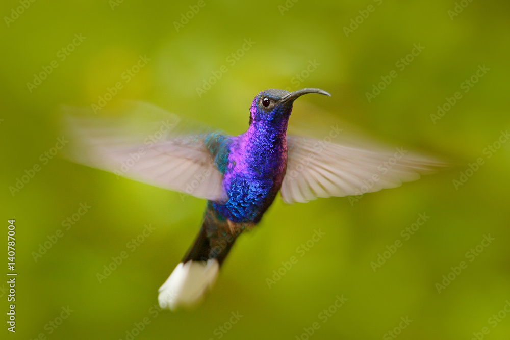 Blue Hummingbird In Flight