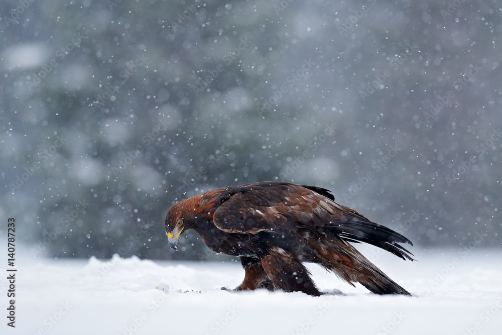 Snow winter with eagle. Bird of prey Golden Eagle with kill hare in ...
