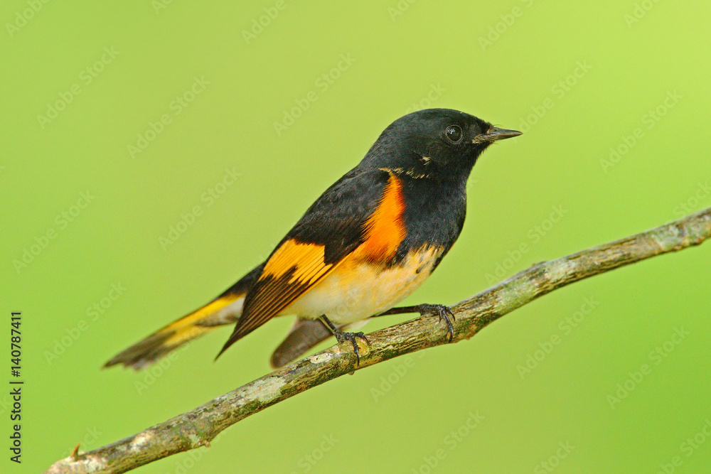 American Redstart Warbler