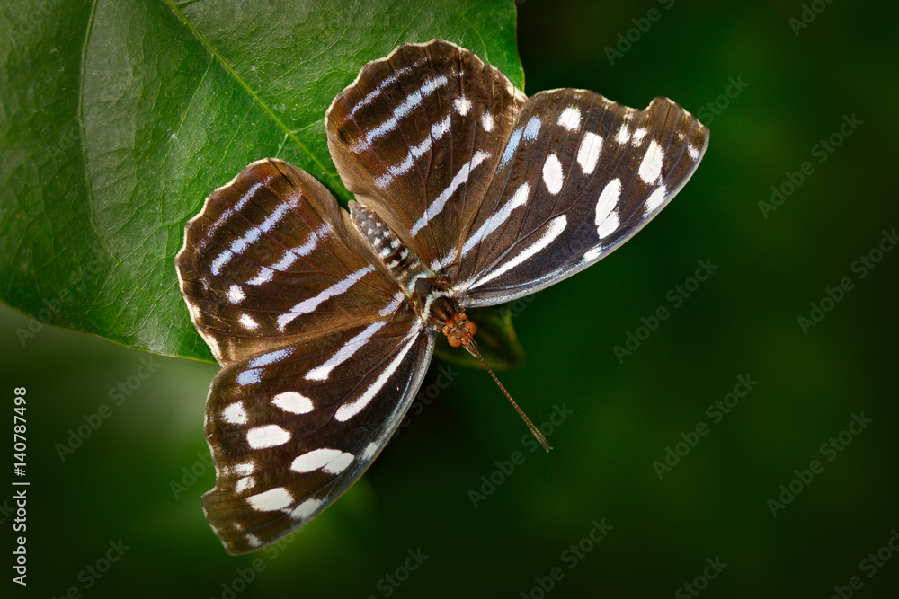 Beautiful butterfly Metamorpha stelenes in nature habitat, from Costa ...