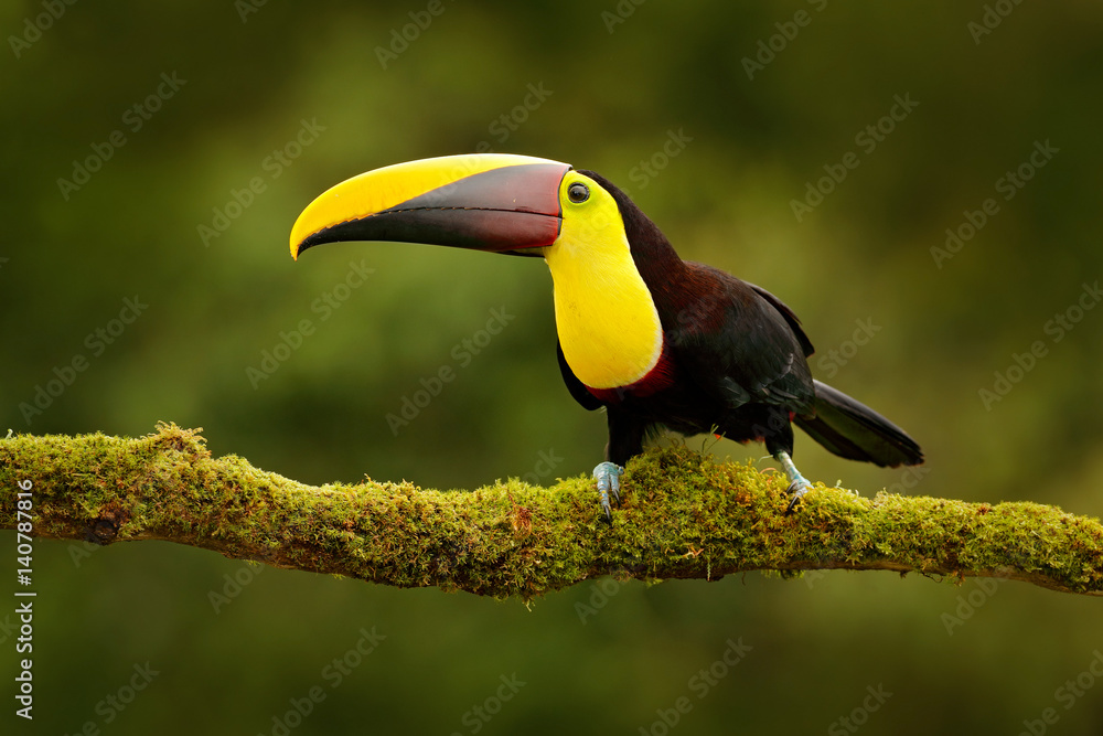 Toucan in the nature. Back sun light. Chesnut-mandibled Toucan sitting ...