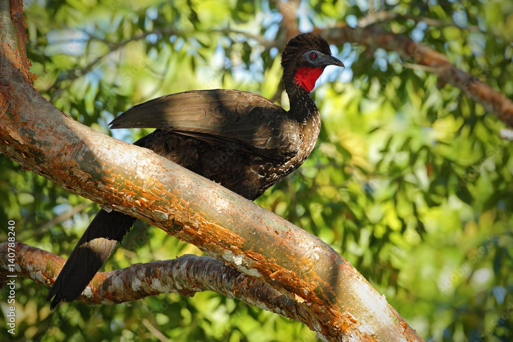 Foto de Crested Guan, Penelope purpurascens, Tikal, Guatemala. Wildlife ...