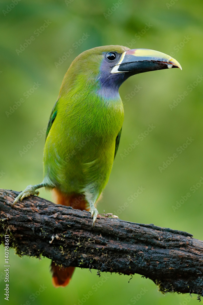 Blue-throated Toucanet, Aulacorhynchus prasinus, green toucan bird in ...