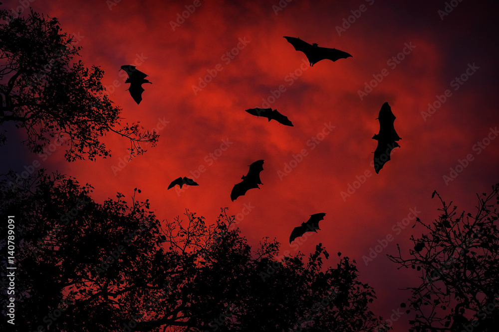 Night wildlife with bats. Giant Indian Fruit Bat, Pteropus giganteus ...