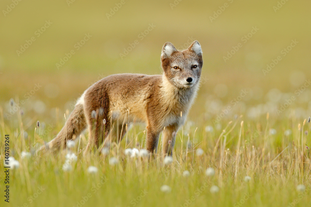 Arctic Fox Spring