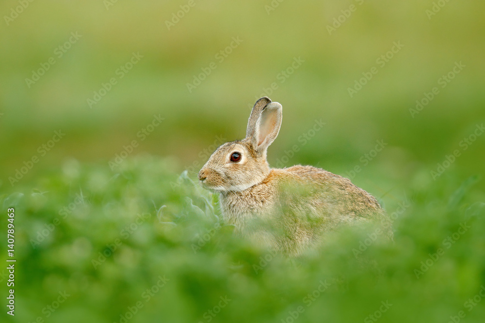 Rabbit in spring flowers. Cute rabbit with flower dandelion sitting in ...