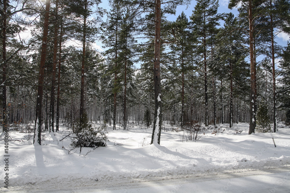 Vinterskog här står tallarna i snö raka soligt med skuggor Stock Photo ...