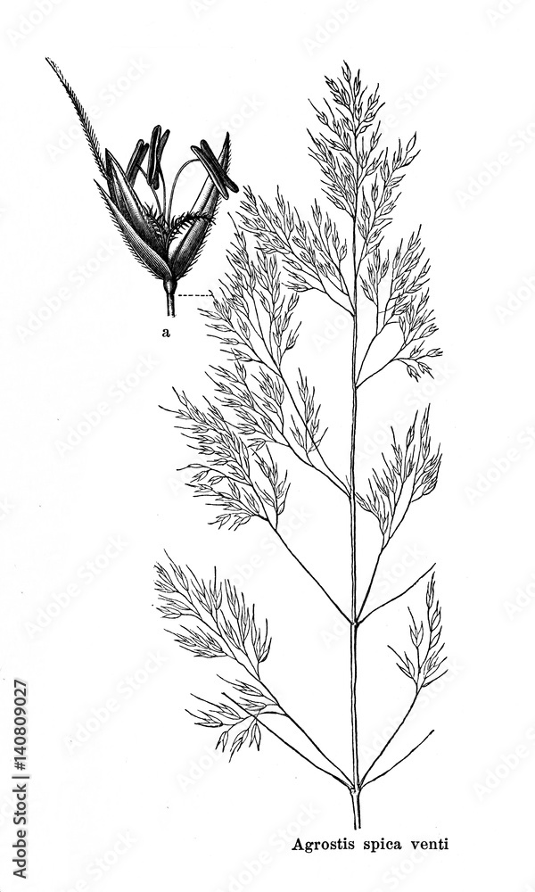 Common windgrass (Apera spica-venti) (from Meyers Lexikon, 1895, 7/876 ...