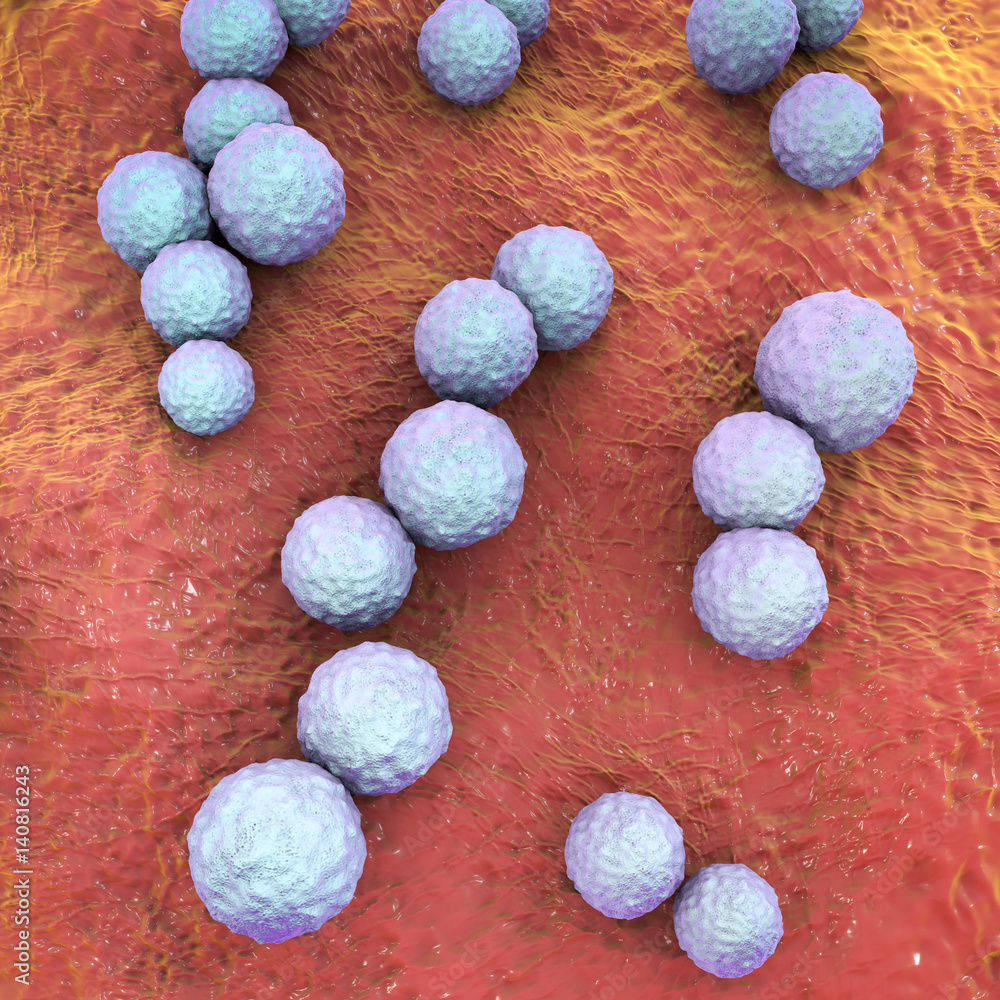 Poster Streptococcus mutans bacteria, gram-positive cocci which cause ...