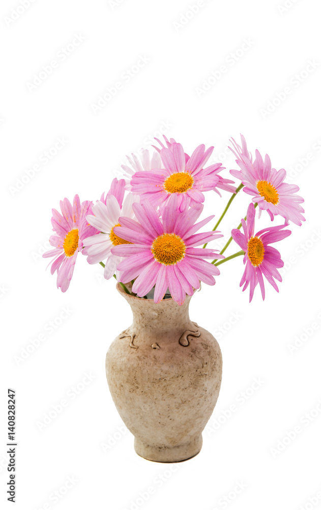 Pink daisy isolated Stock Photo | Adobe Stock