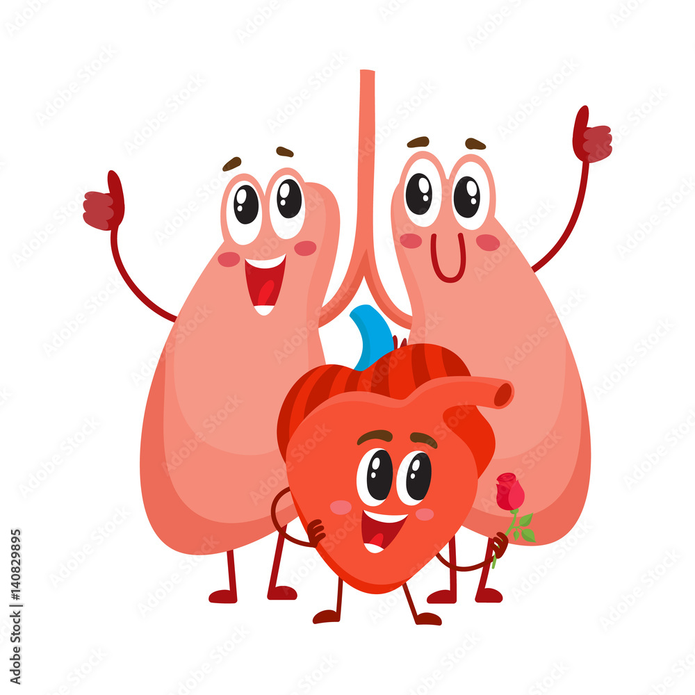 Funny, smiling human lungs and heart characters, internal organs in the ...