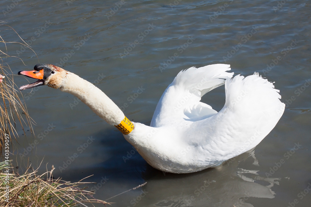 Swan mark on the neck swims in the pond Stock Photo | Adobe Stock