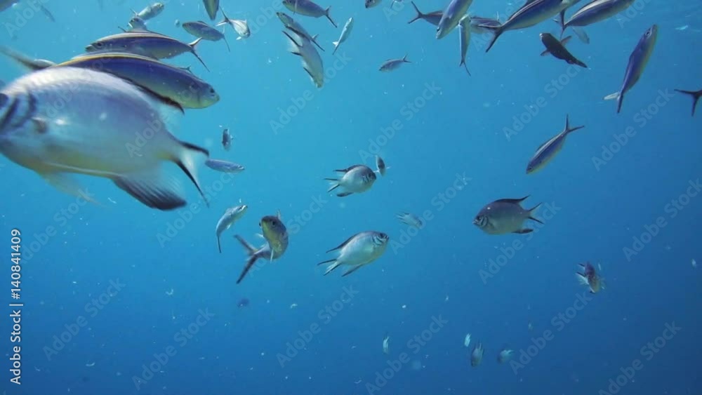 A large group of fish swim in the Red Sea Stock Video | Adobe Stock