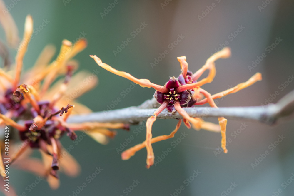 Witch hazel (Hamamelis x intermedia Jelena) flower. Detail of ...