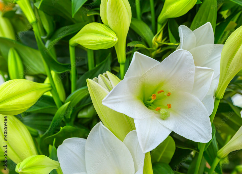 Lily Flower Green Leaves | Best Flower Site