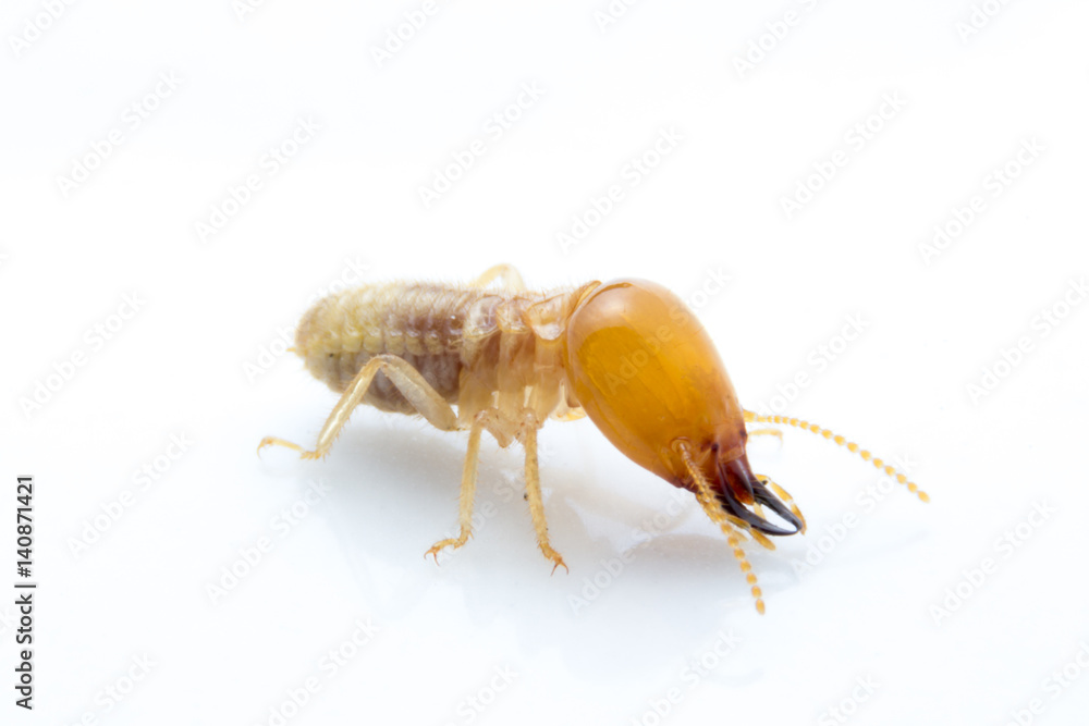 Termite on isolated whited background, Macro shot Stock-Foto | Adobe Stock