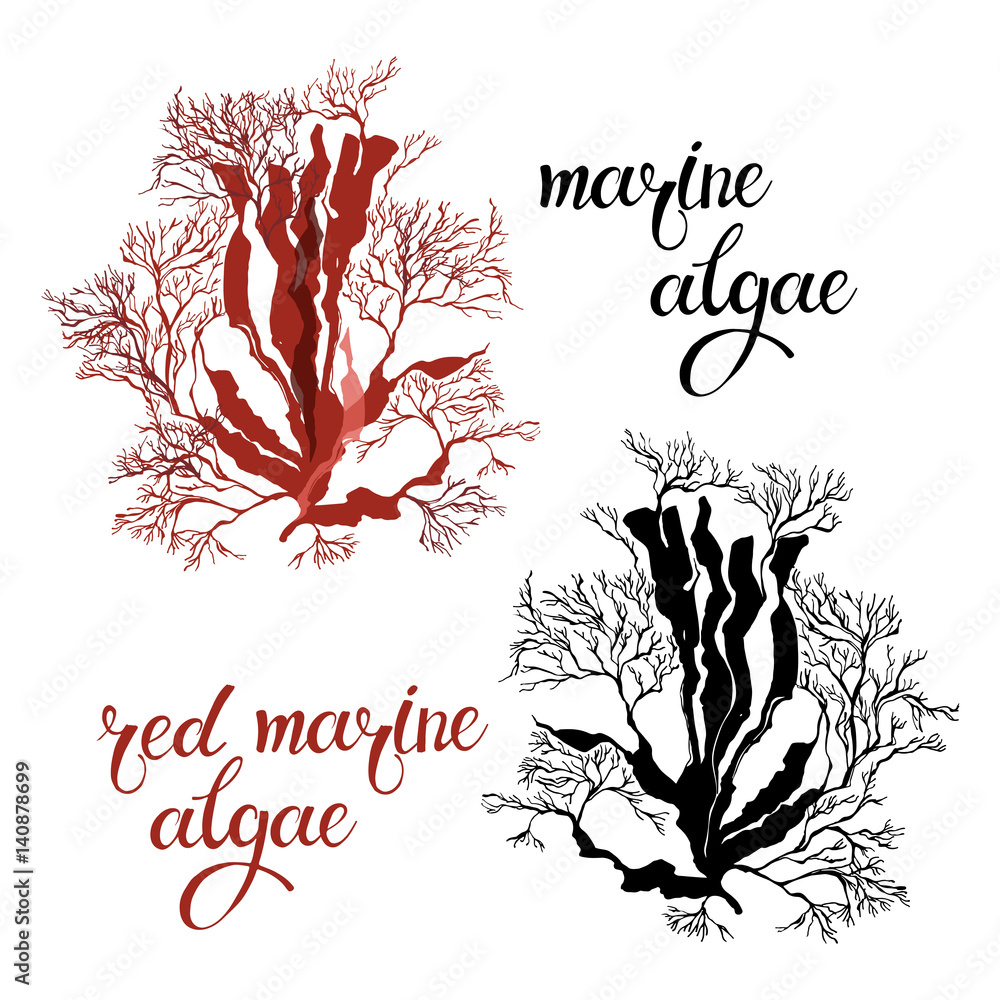 Red marine algae. Vector illustration on white background. Two ...