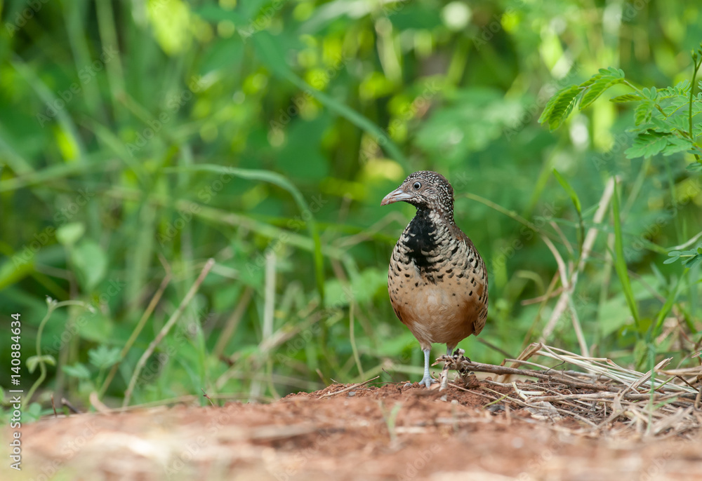 Barred Buttonquail (Turnix suscitator), on the prowl in grassland with ...