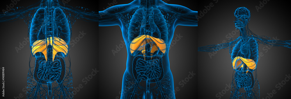 3d rendering medical illustration of the diaphragm Stock Illustration ...