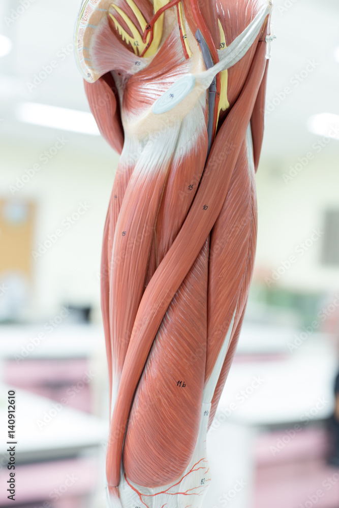 Anatomy muscle Legs model of muscle for classroom education. Stock ...
