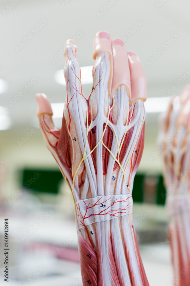 Model hand muscles and skeletal models for classroom education. Stock ...