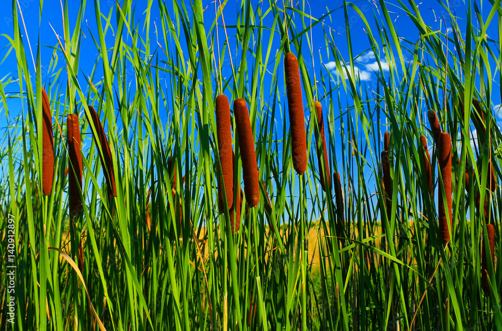 Typha latifolia, Common Bulrush, Broadleaf Cattail Stock Photo | Adobe ...